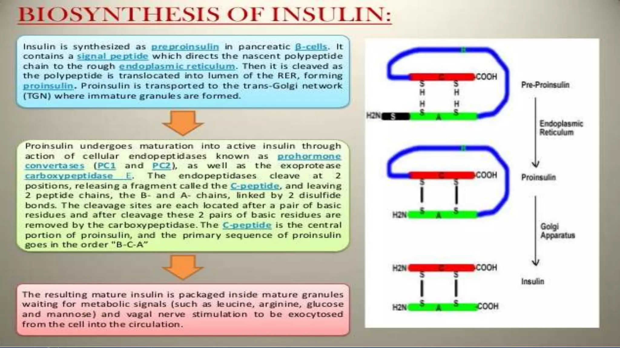Insulin pharmacology | PPTX