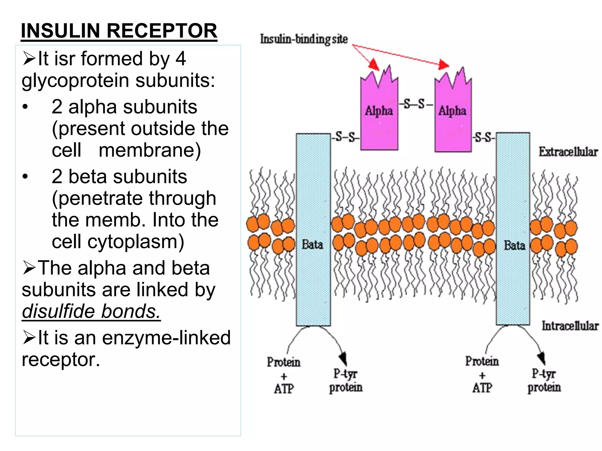 Insulin physiology and biochemical effects by Dr Shahjada Selim | PPT