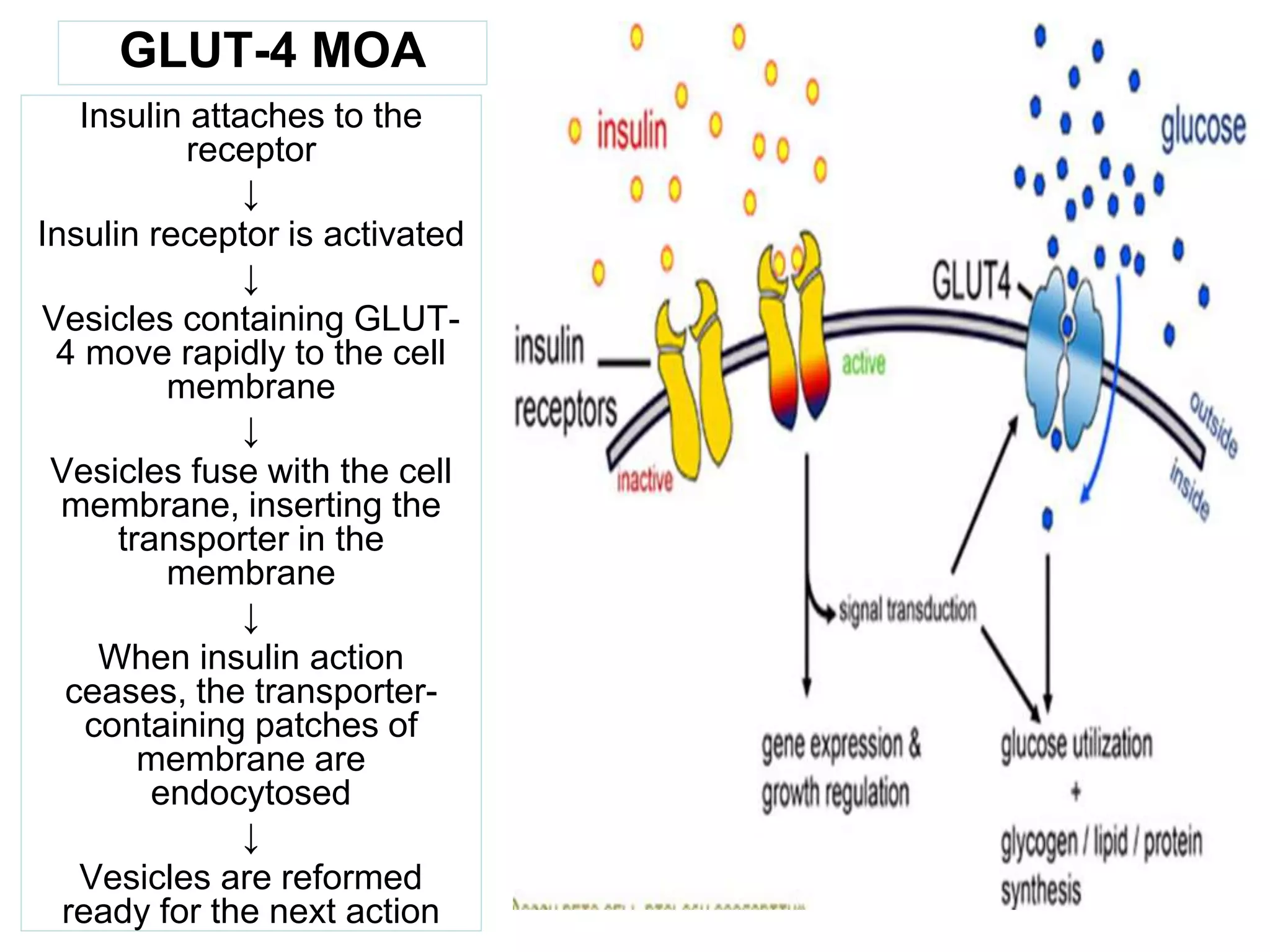 Insulin physiology and biochemical effects by Dr Shahjada Selim | PPT