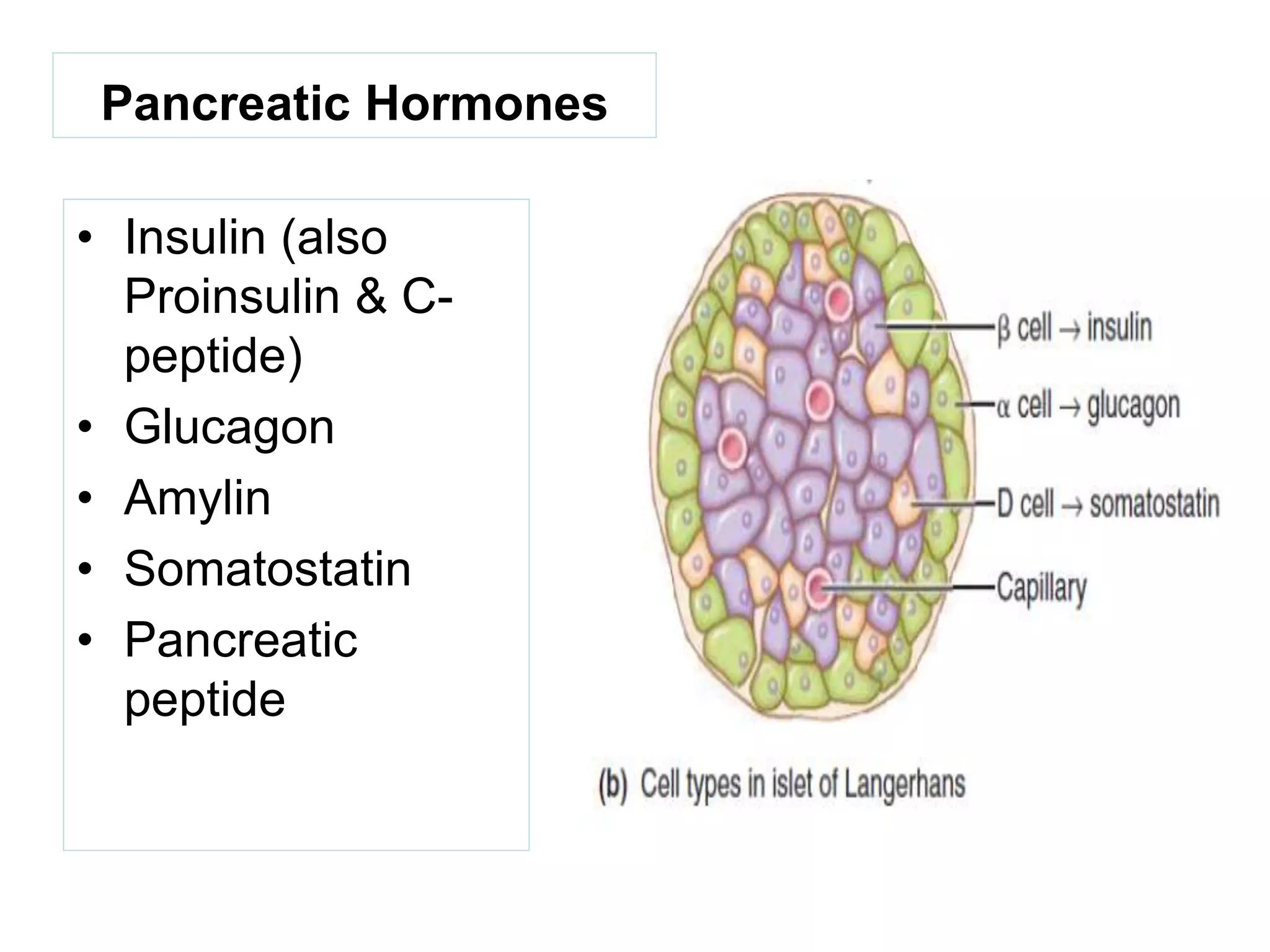 Insulin physiology and biochemical effects by Dr Shahjada Selim | PPT