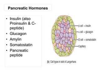 Insulin physiology and biochemical effects by Dr Shahjada Selim | PPT