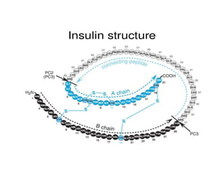 Insulin | Discovery of Insulin | Structure of insulin | Biosynthesis of ...