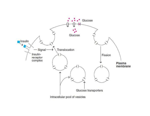 Insulin | Discovery of Insulin | Structure of insulin | Biosynthesis of ...
