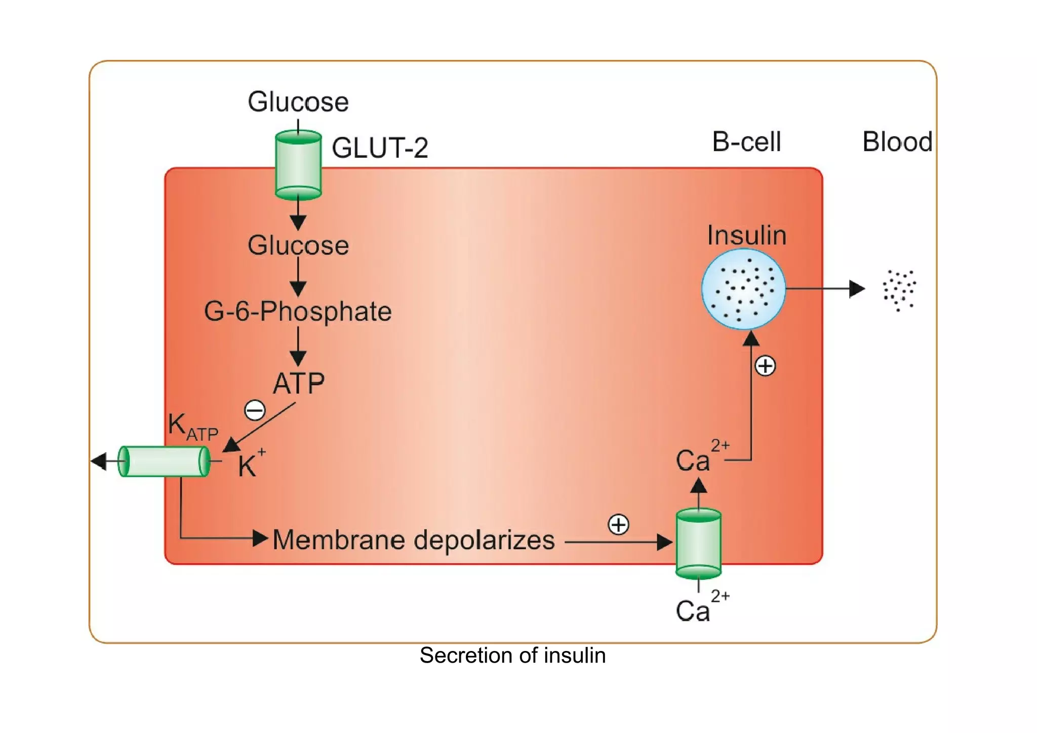 Insulin Lecture Notes | PDF