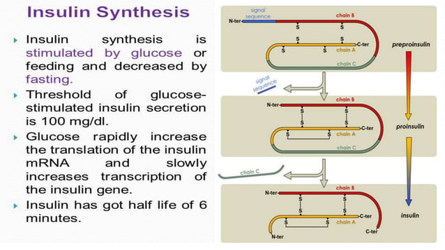 Insulin and its Analogues.pptx | Endocrine and Metabolic Diseases ...