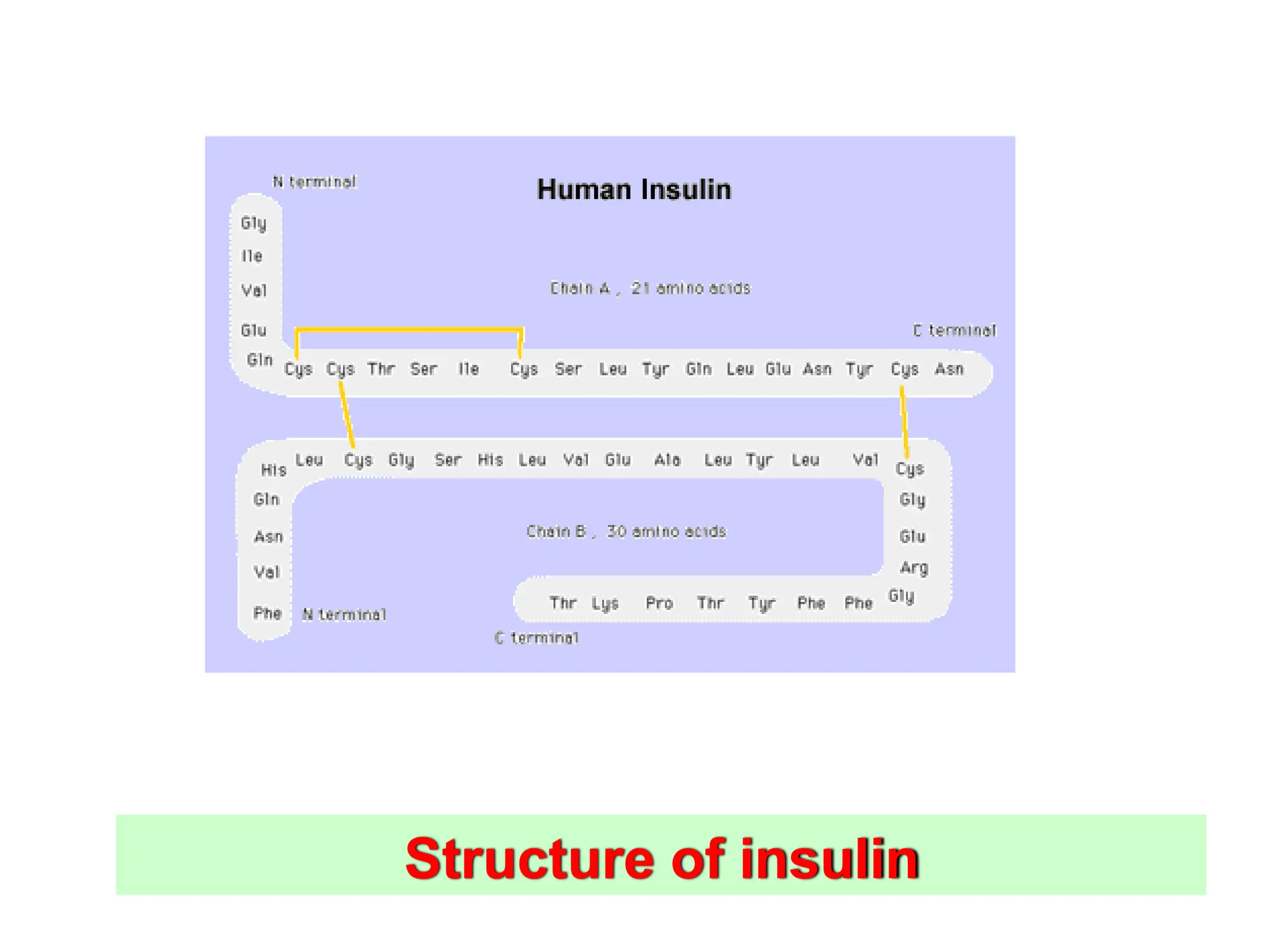 INSULIN.pdf