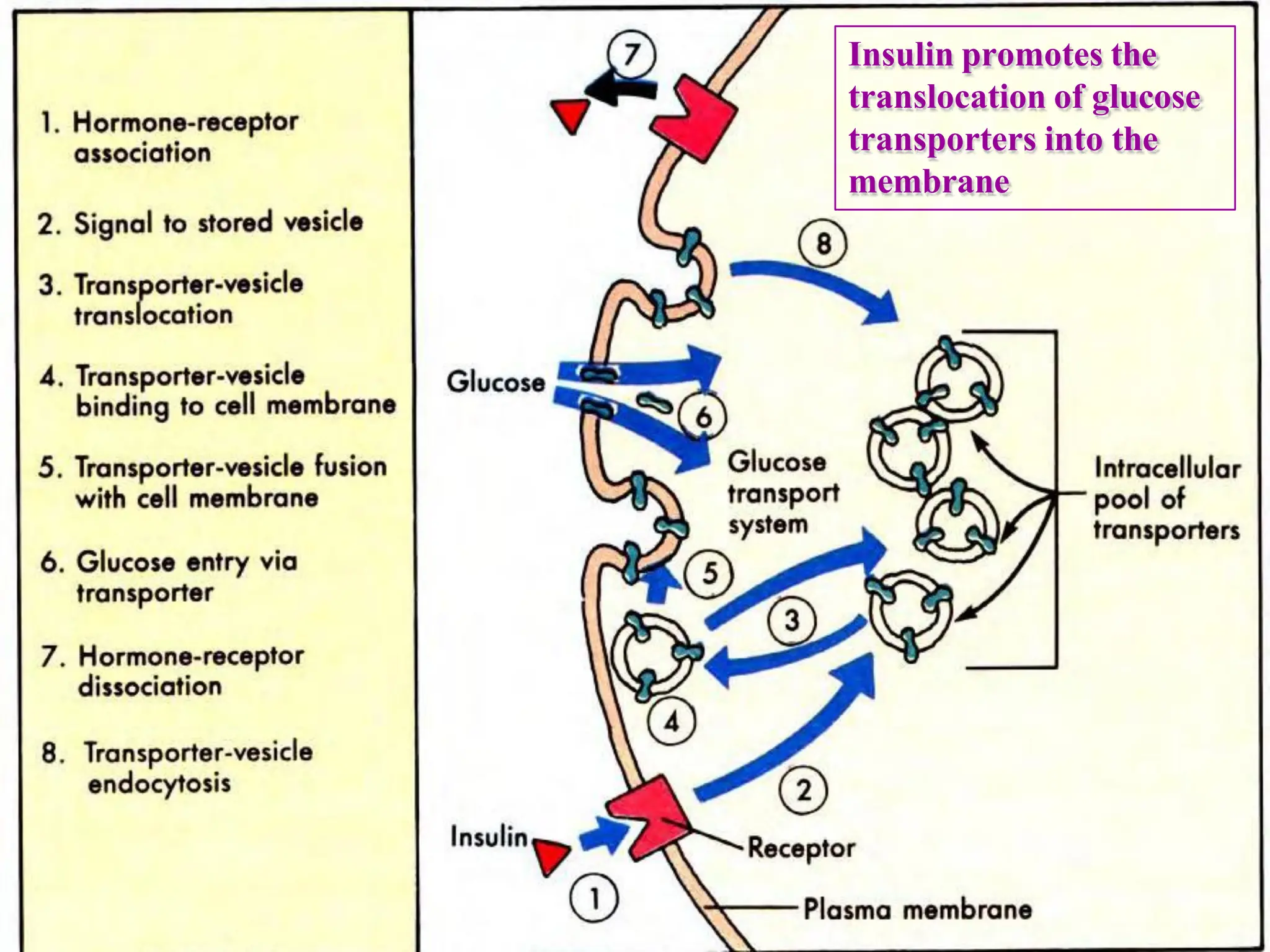 INSULIN.pdf