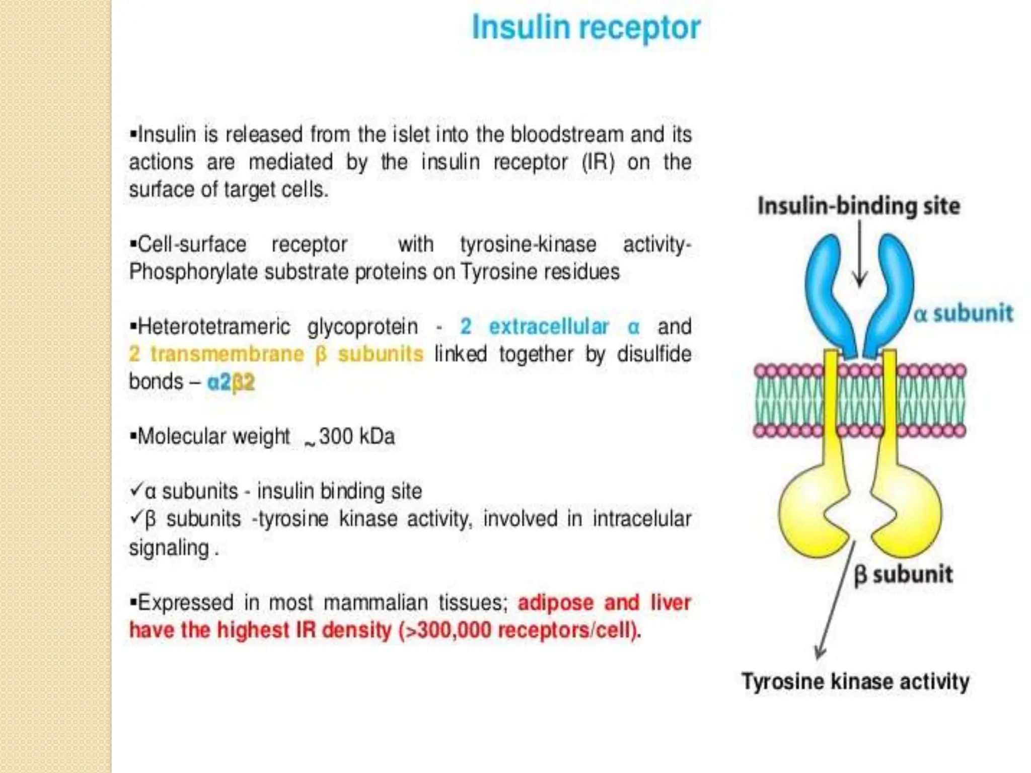 Role of Insulin in Health and Disease: a polypeptide hormone. | PPT
