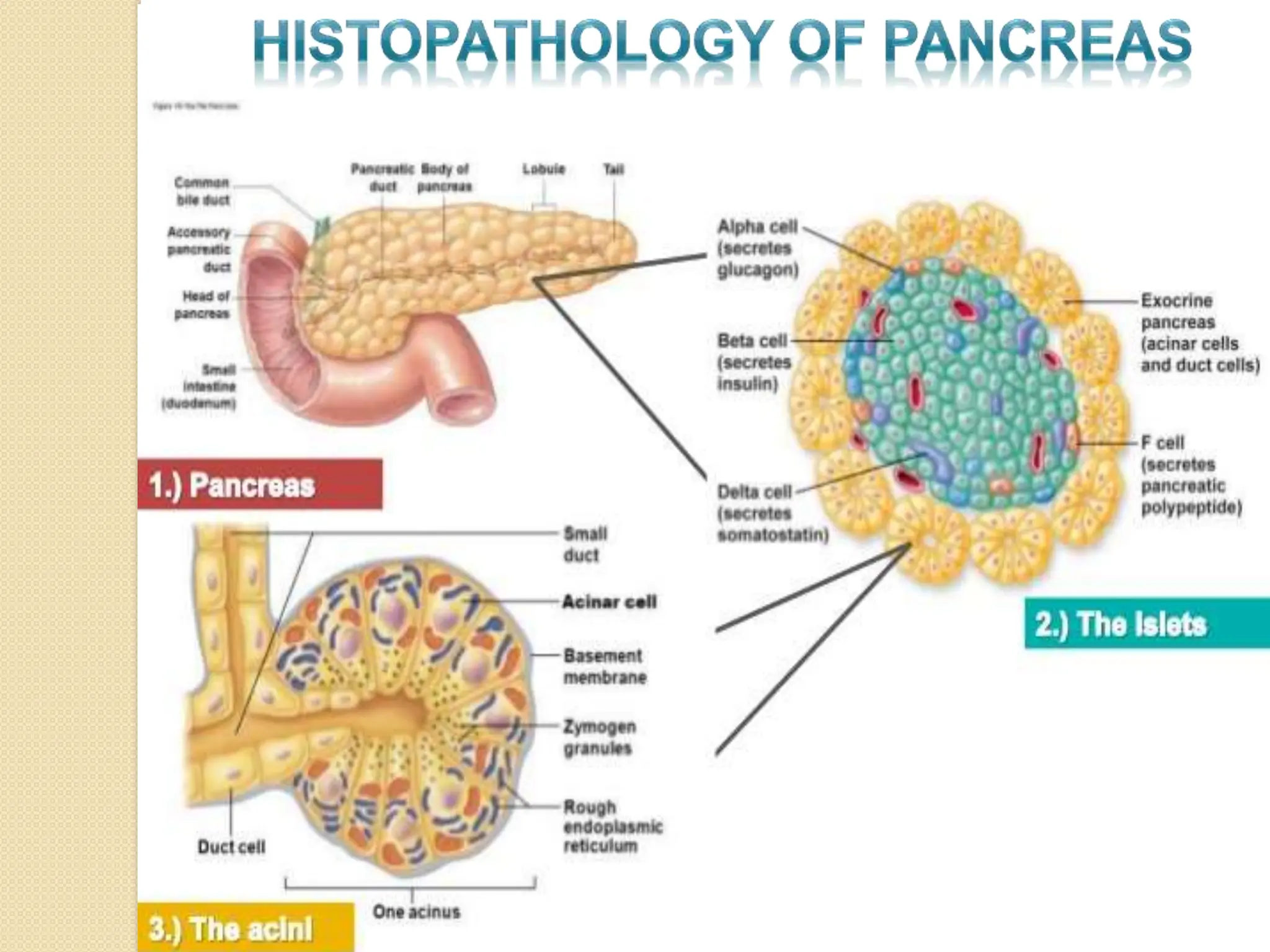 Role of Insulin in Health and Disease: a polypeptide hormone. | PPT