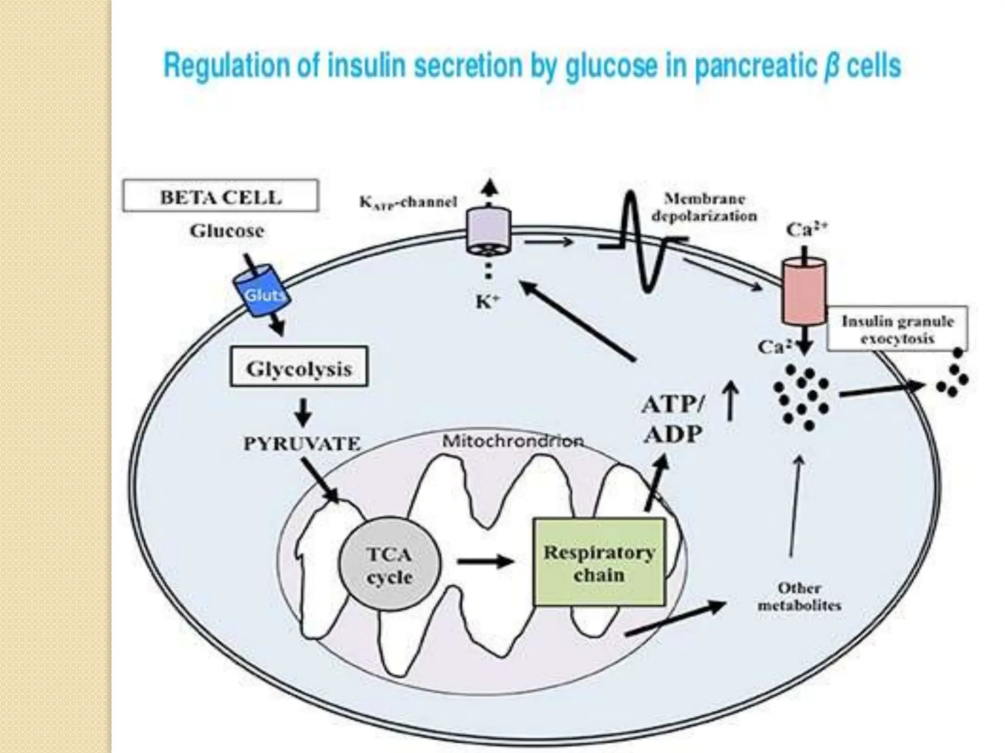 Role of Insulin in Health and Disease: a polypeptide hormone. | PPT