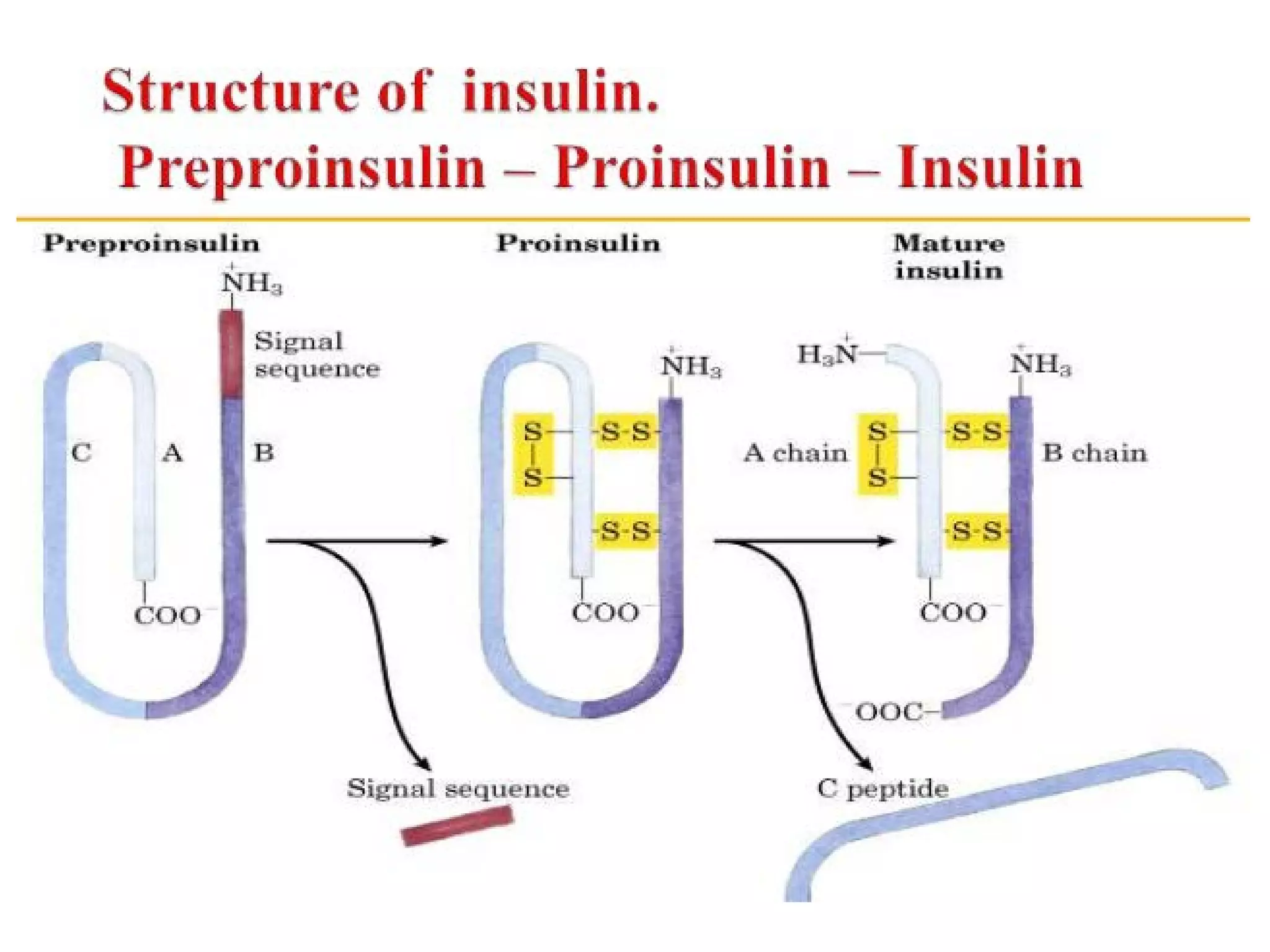 Insulin-Production.pdf