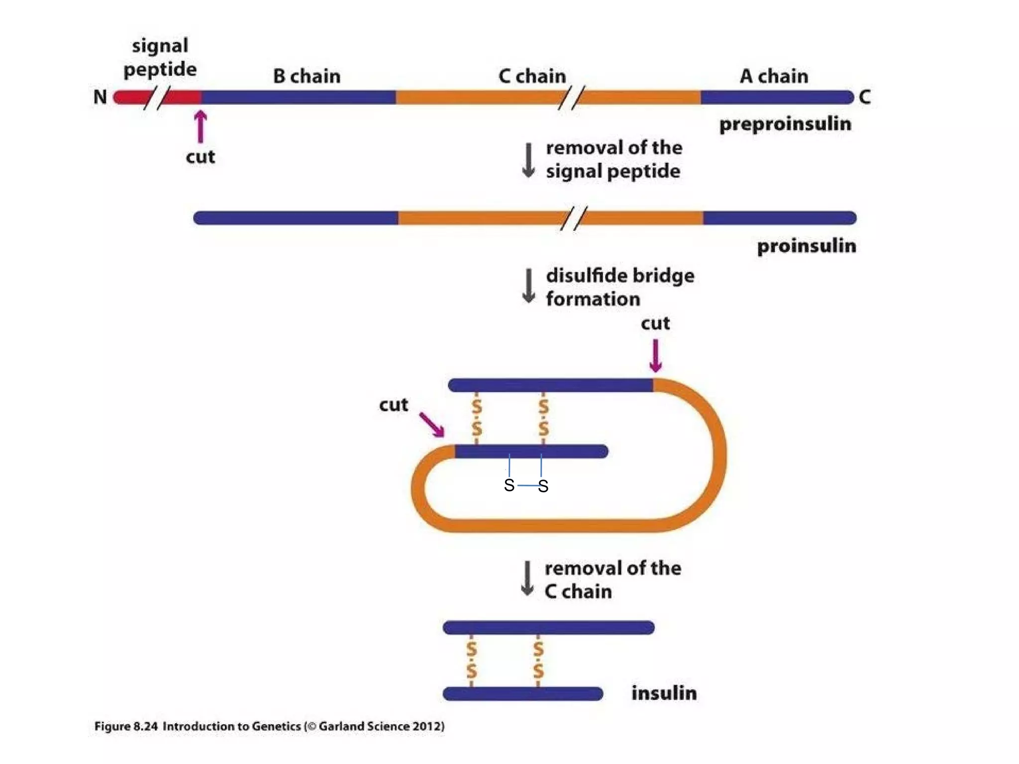 Insulin-Production.pdf