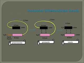 Insulin-Production class 12th biology ppt | PPT