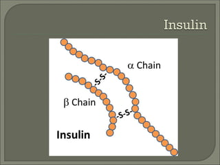 Insulin-Production class 12th biology ppt | PPT