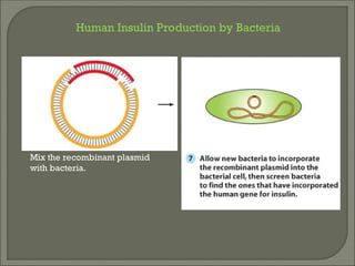 Insulin-Production class 12th biology ppt | PPT