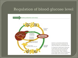 Insulin-Production class 12th biology ppt | PPT