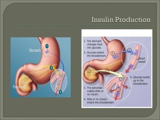 Insulin-Production class 12th biology ppt | PPT