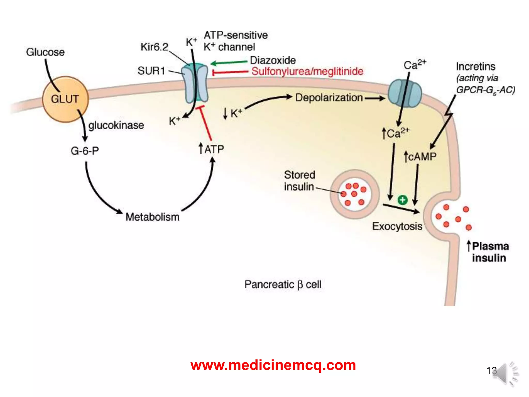 Insulin Regulation of Secretion | PPTX