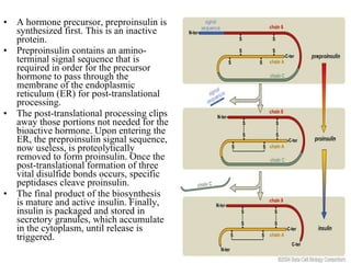 Insulin (1) | PPT