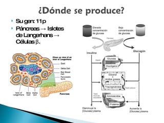 Insulina | PPT