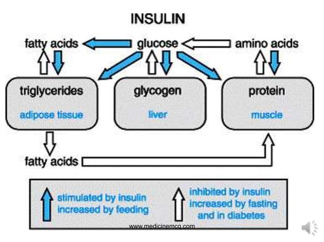 Insulin actions and receptors | PPTX