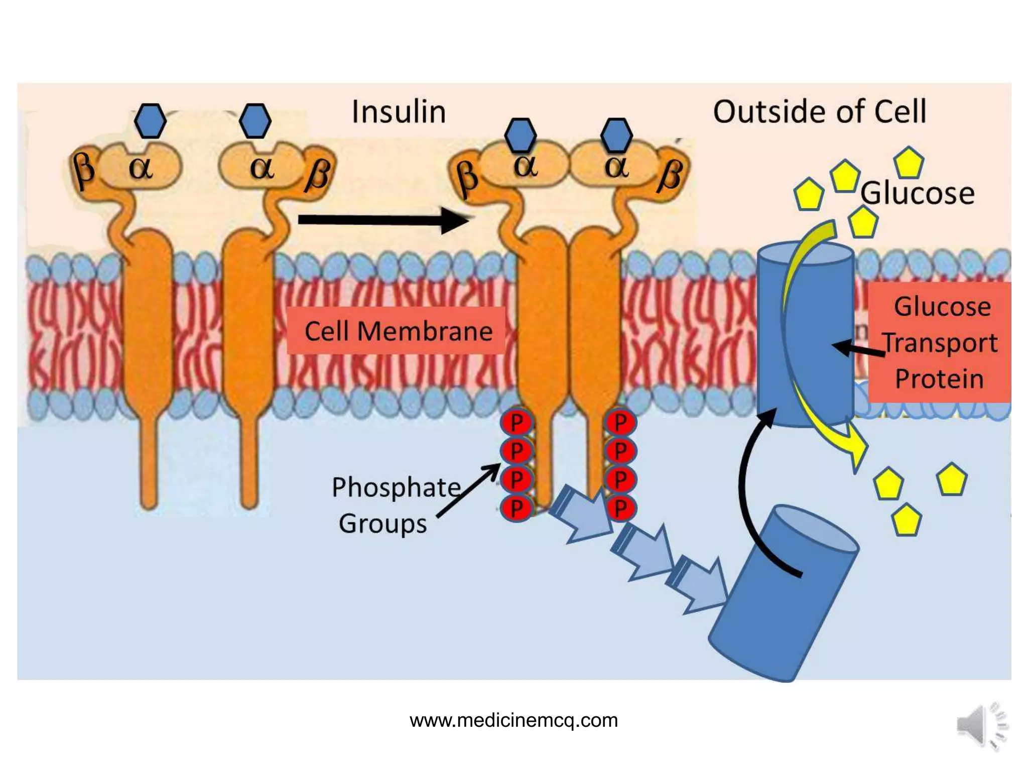 Insulin Actions and Receptors | PPTX