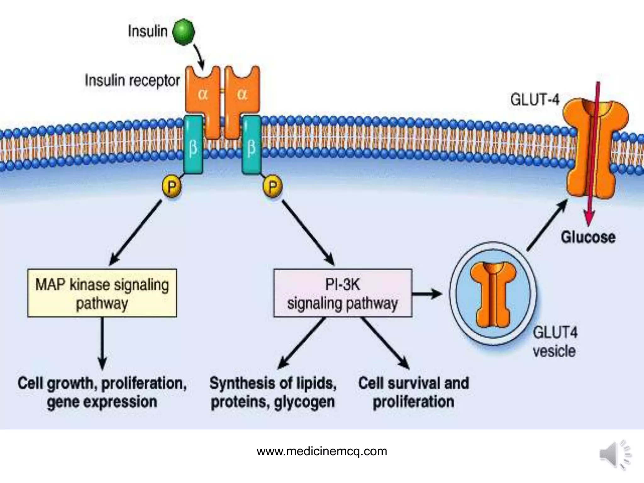 Insulin Actions and Receptors | PPTX
