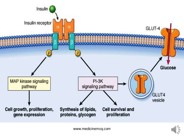 Insulin Actions and Receptors