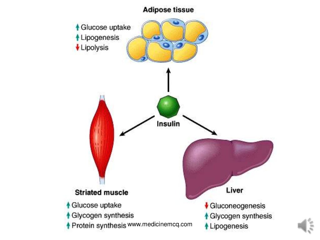 Insulin Actions and Receptors
