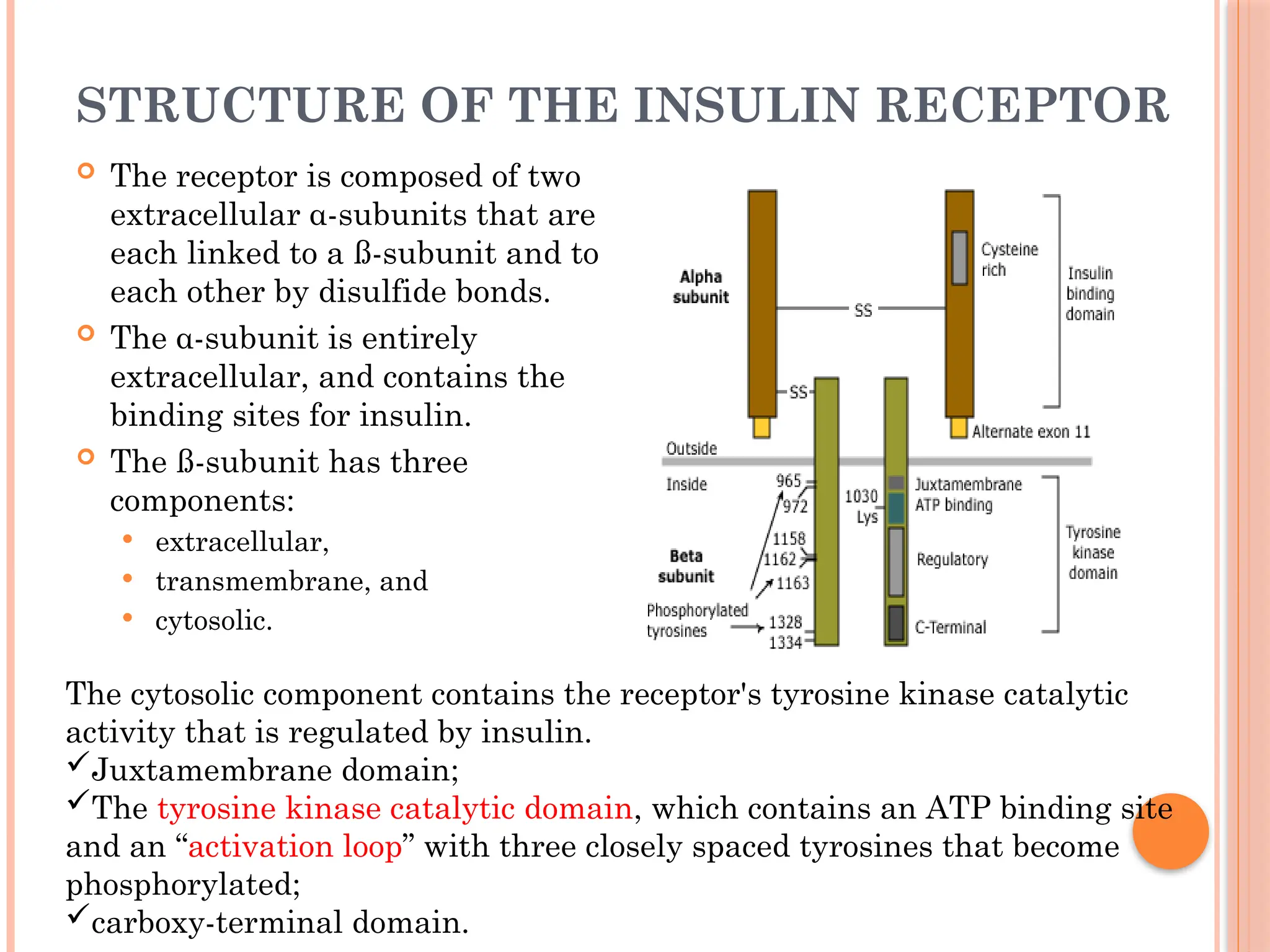 insulin action, SIRM - dr shravan ankathi endo | PPT
