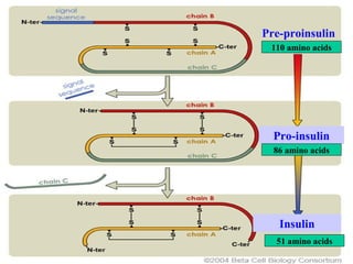 Insulin | PPT