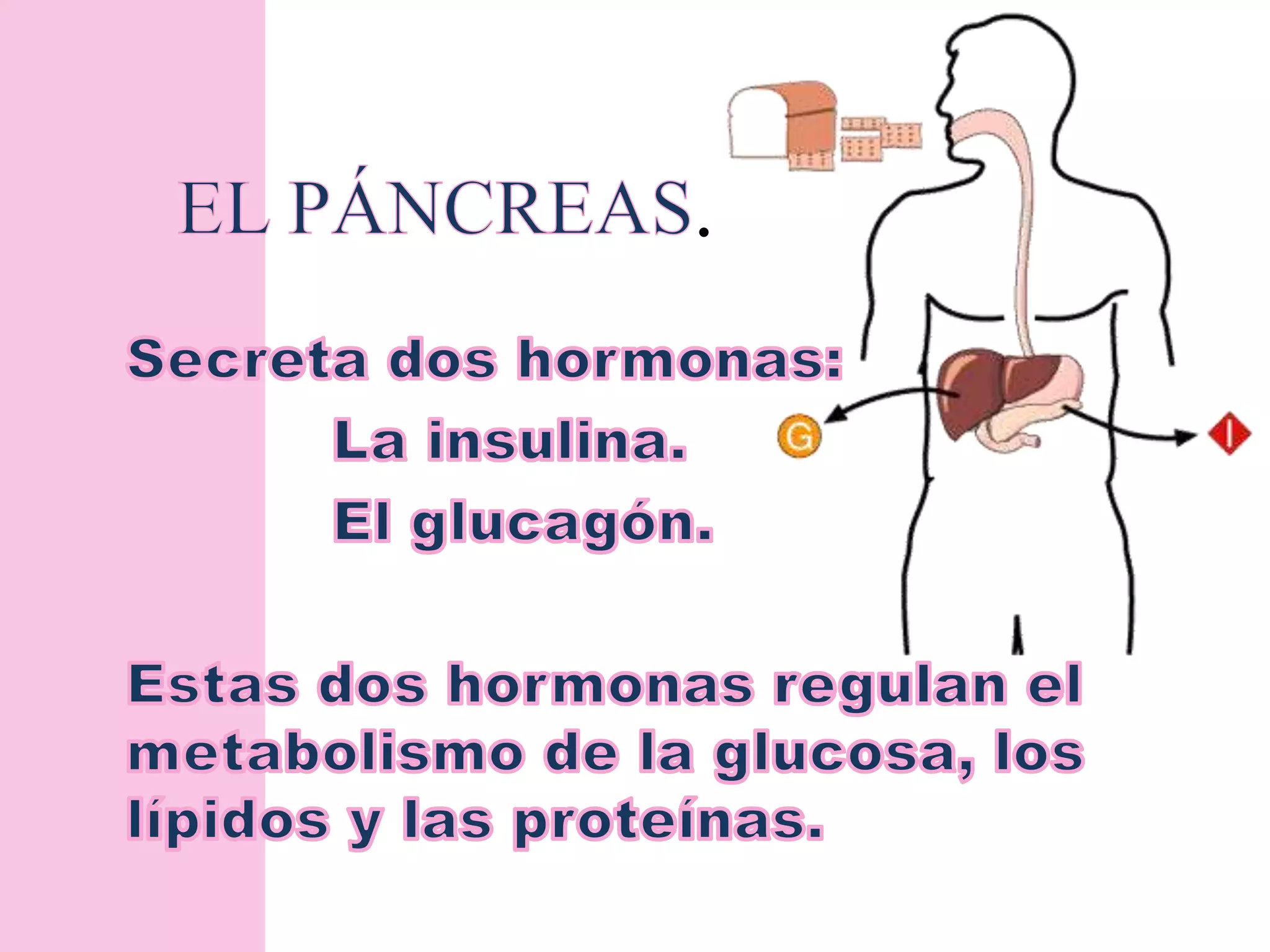 Insulina,glucagón y diabetes | PPTX