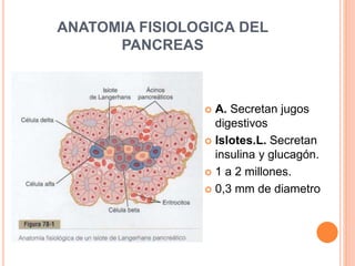 Insulina glucagón y diabetes mellitus | PPTX