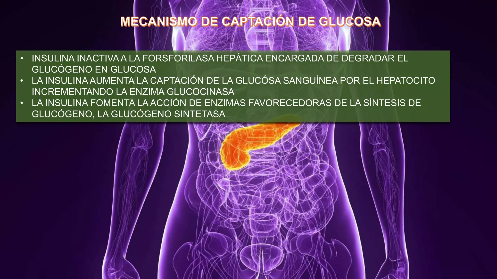 Insulina glucagon y dm | PPT