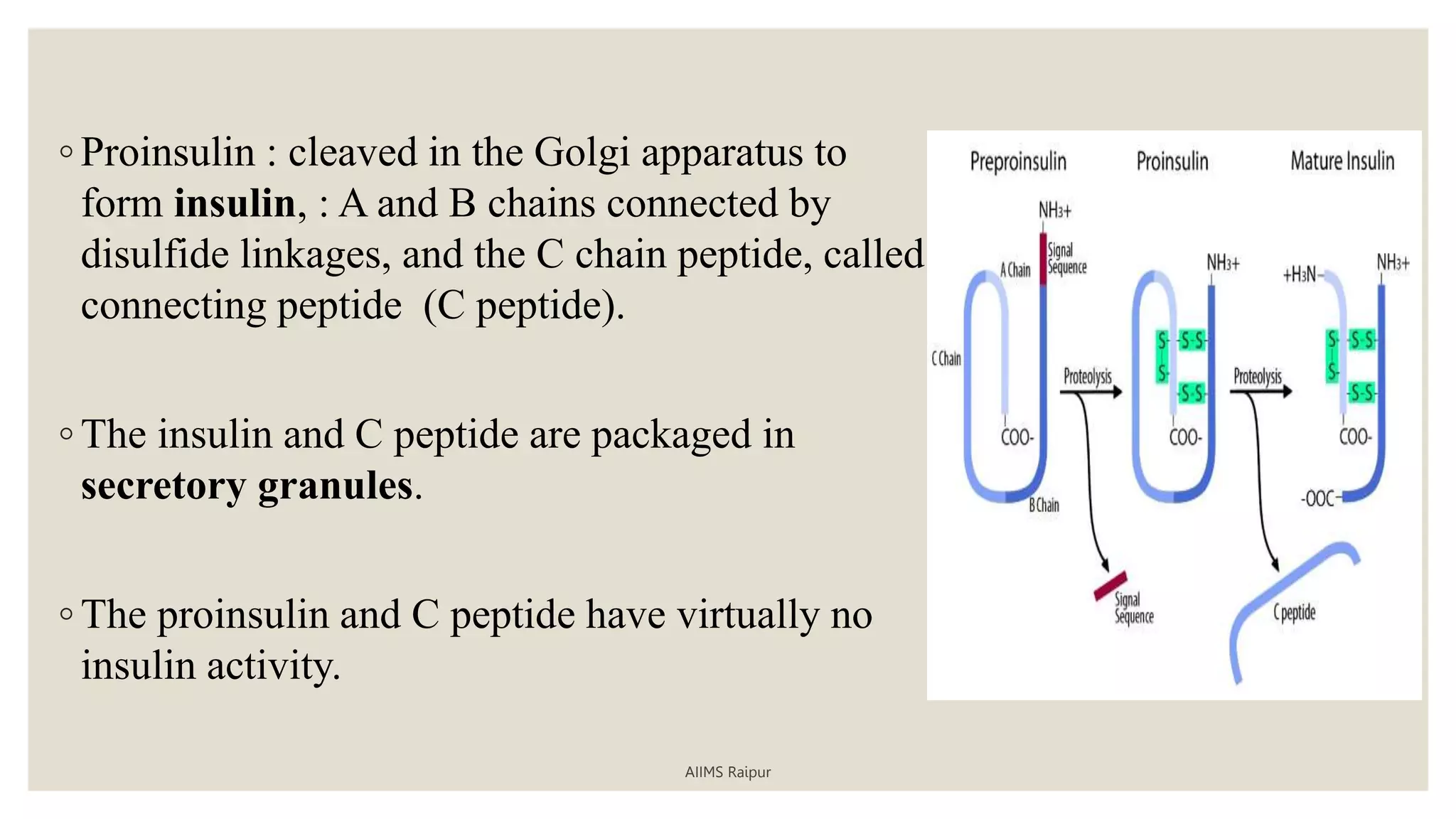 Insulin secretion and it's role .pptx