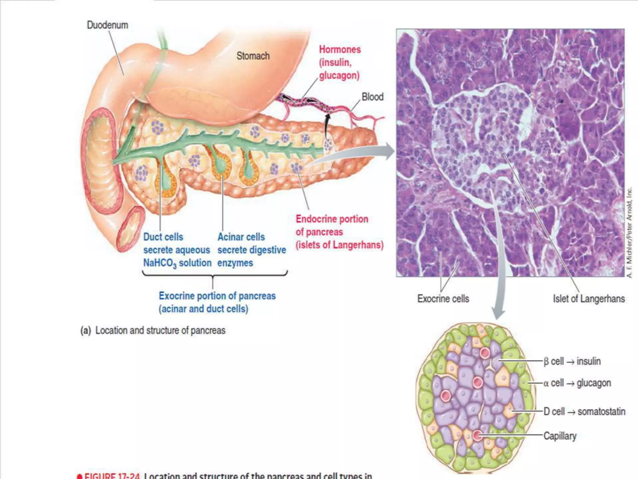 Pancreatic hormones Insulin and glucagon | PPTX