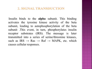 Pancreatic hormones Insulin and glucagon | PPTX