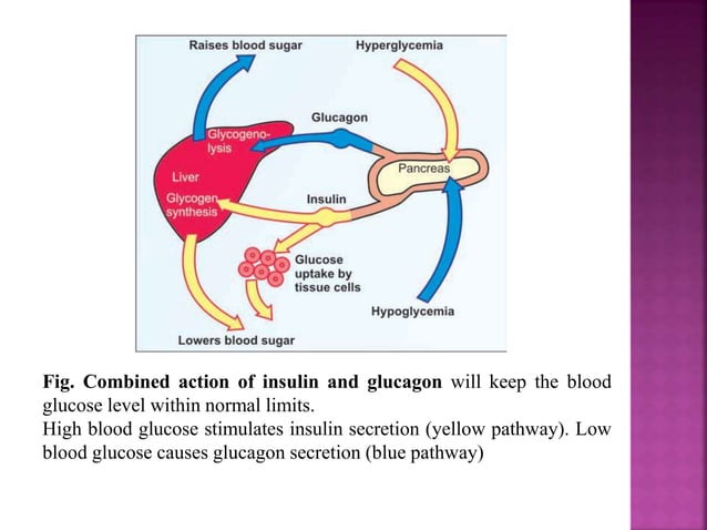 Pancreatic hormones Insulin and glucagon | PPTX