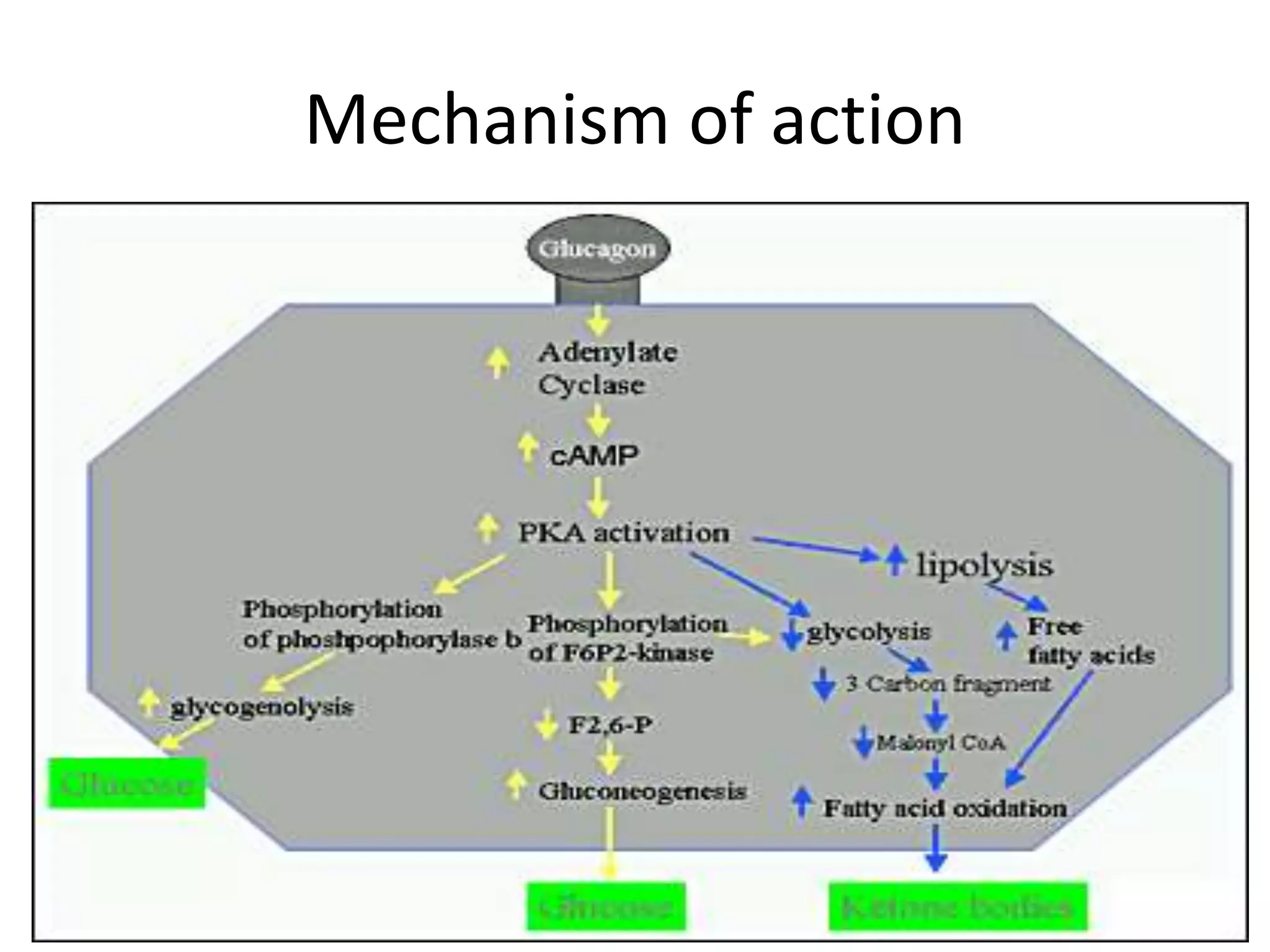 INSULIN AND GLUCAGON.pptx