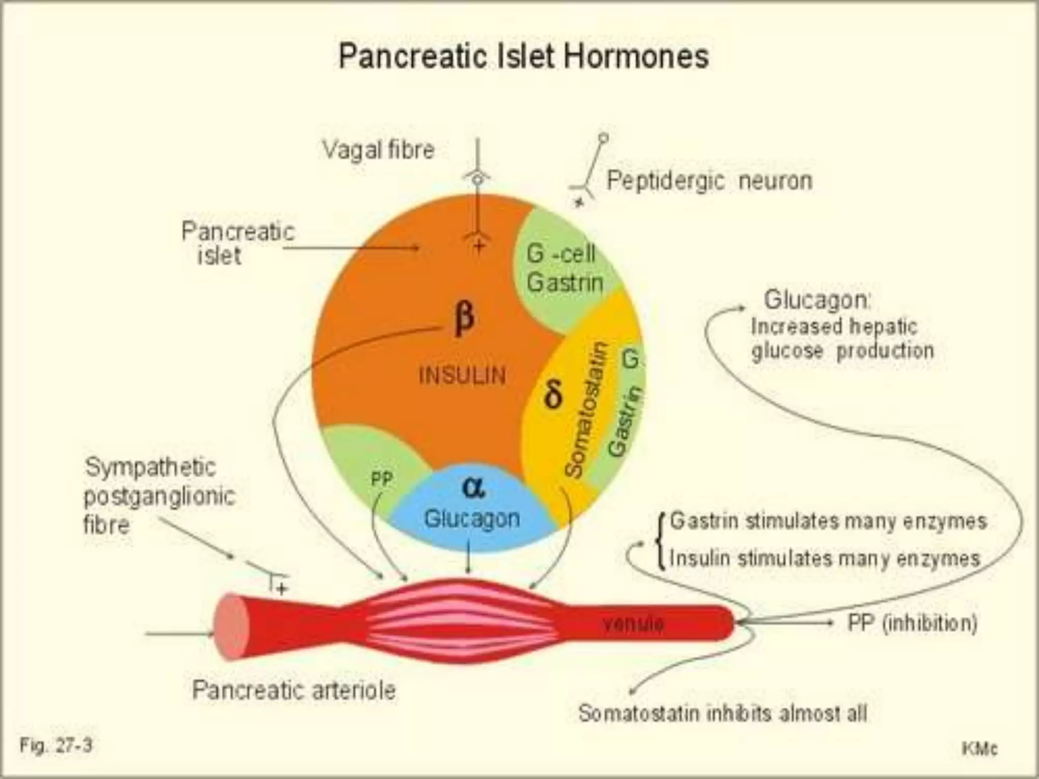 INSULIN AND GLUCAGON.pptx