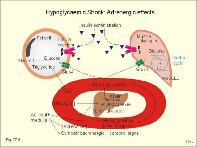 INSULIN AND GLUCAGON.pptx | Endocrine and Metabolic Diseases | Diseases ...