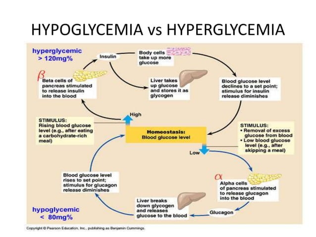 INSULIN AND GLUCAGON.pptx | Endocrine and Metabolic Diseases | Diseases ...