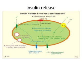 INSULIN AND GLUCAGON.pptx