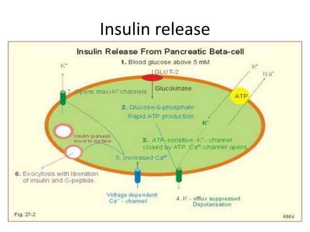 INSULIN AND GLUCAGON.pptx | Endocrine and Metabolic Diseases | Diseases ...