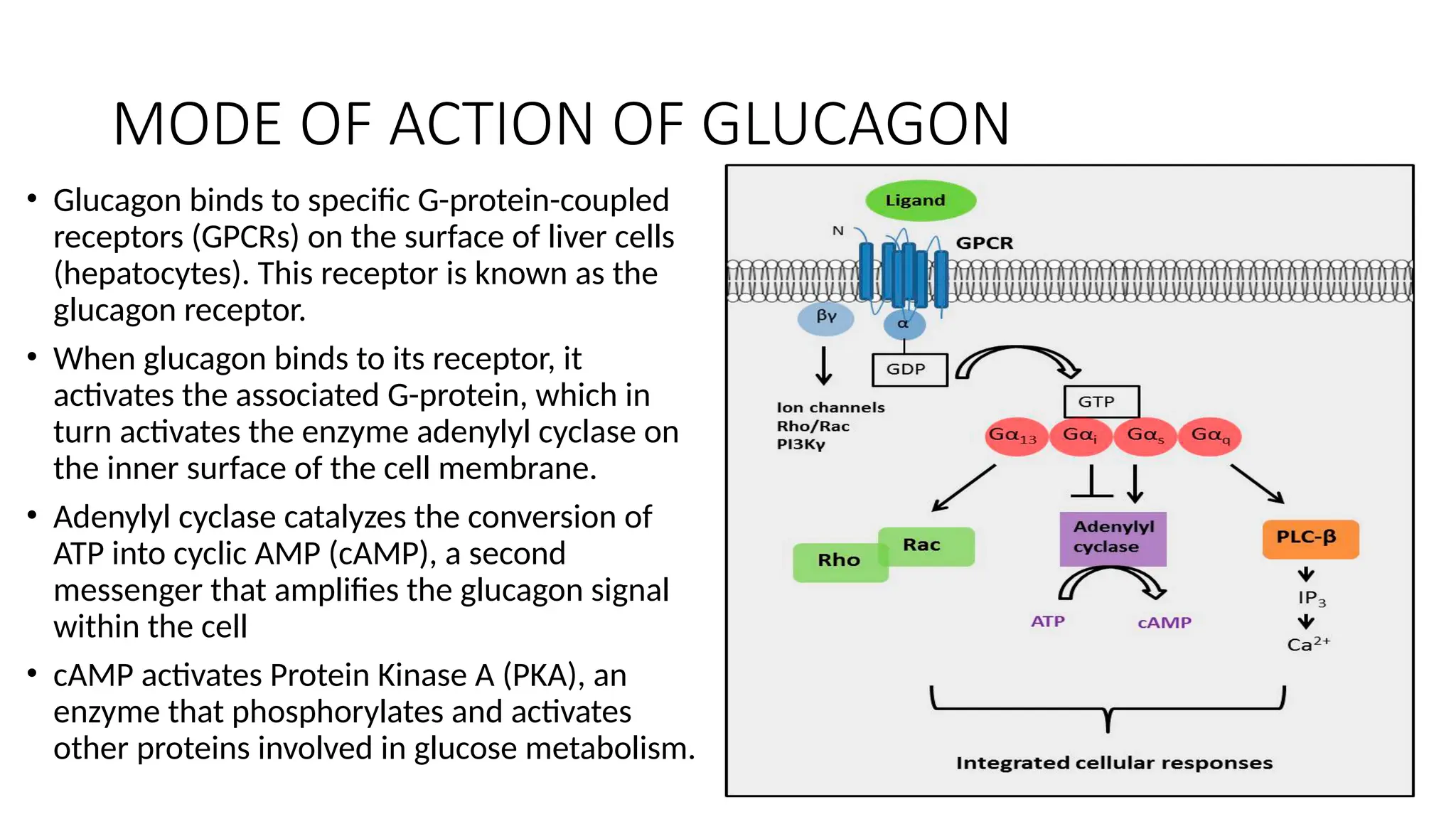 insulin and glucagon physiology presentation | PPTX