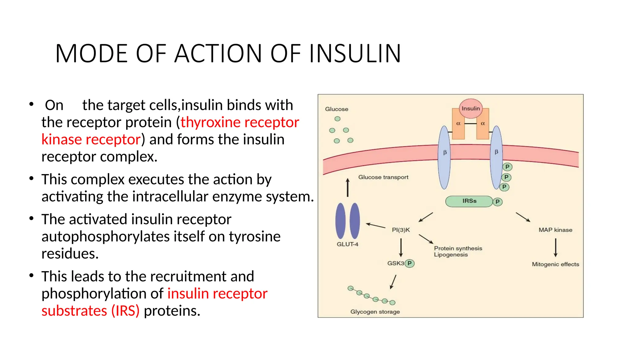 insulin and glucagon physiology presentation | PPTX