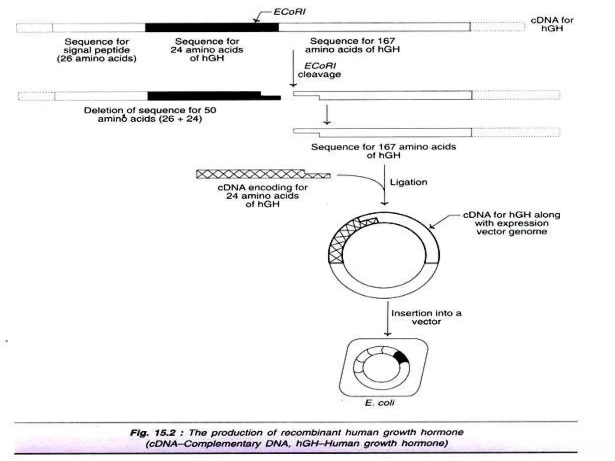 Insulin and HGH production using rDNA technology | PPTX