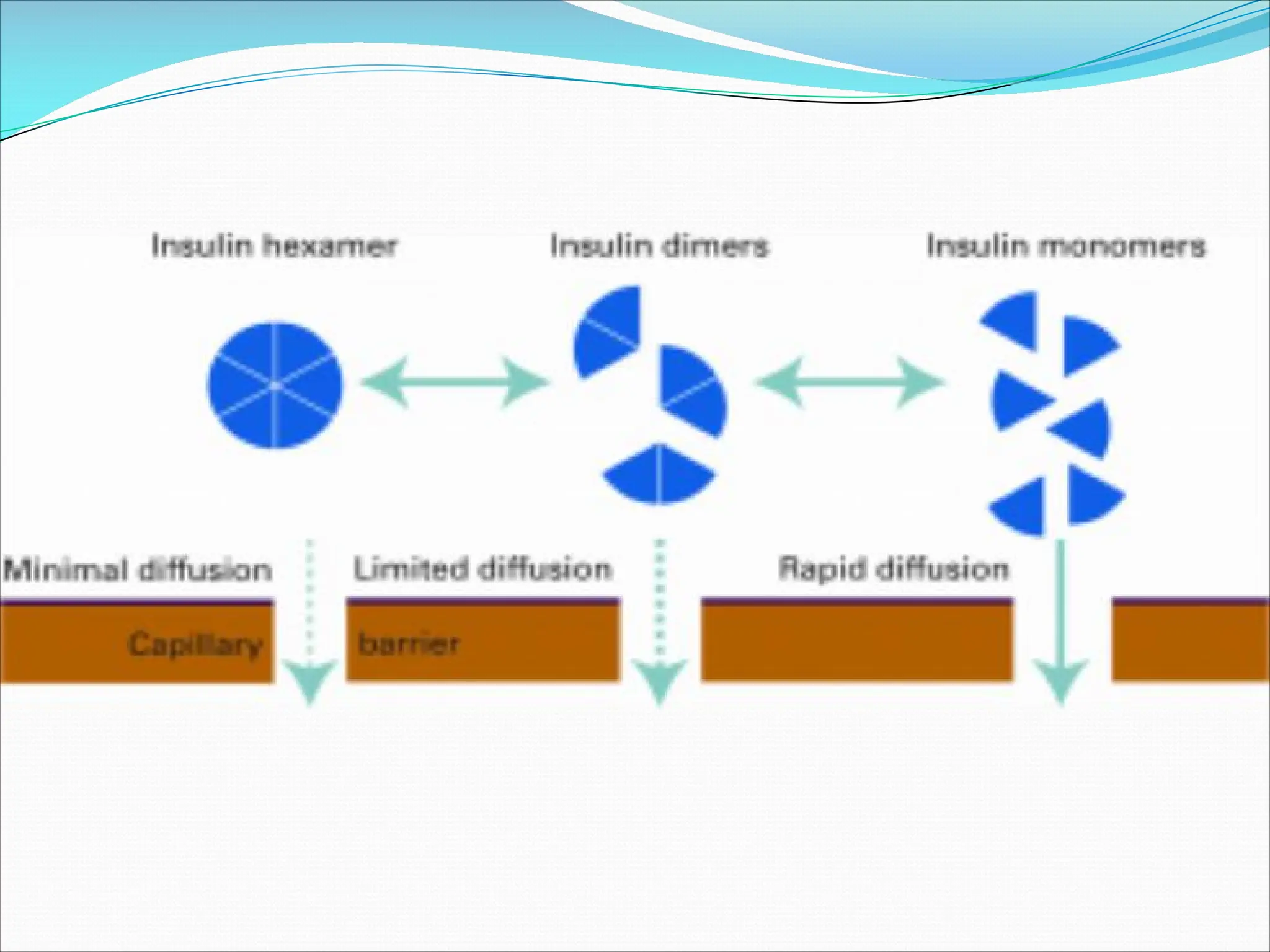Insulin and Insulin Analogues -detailed content | PDF
