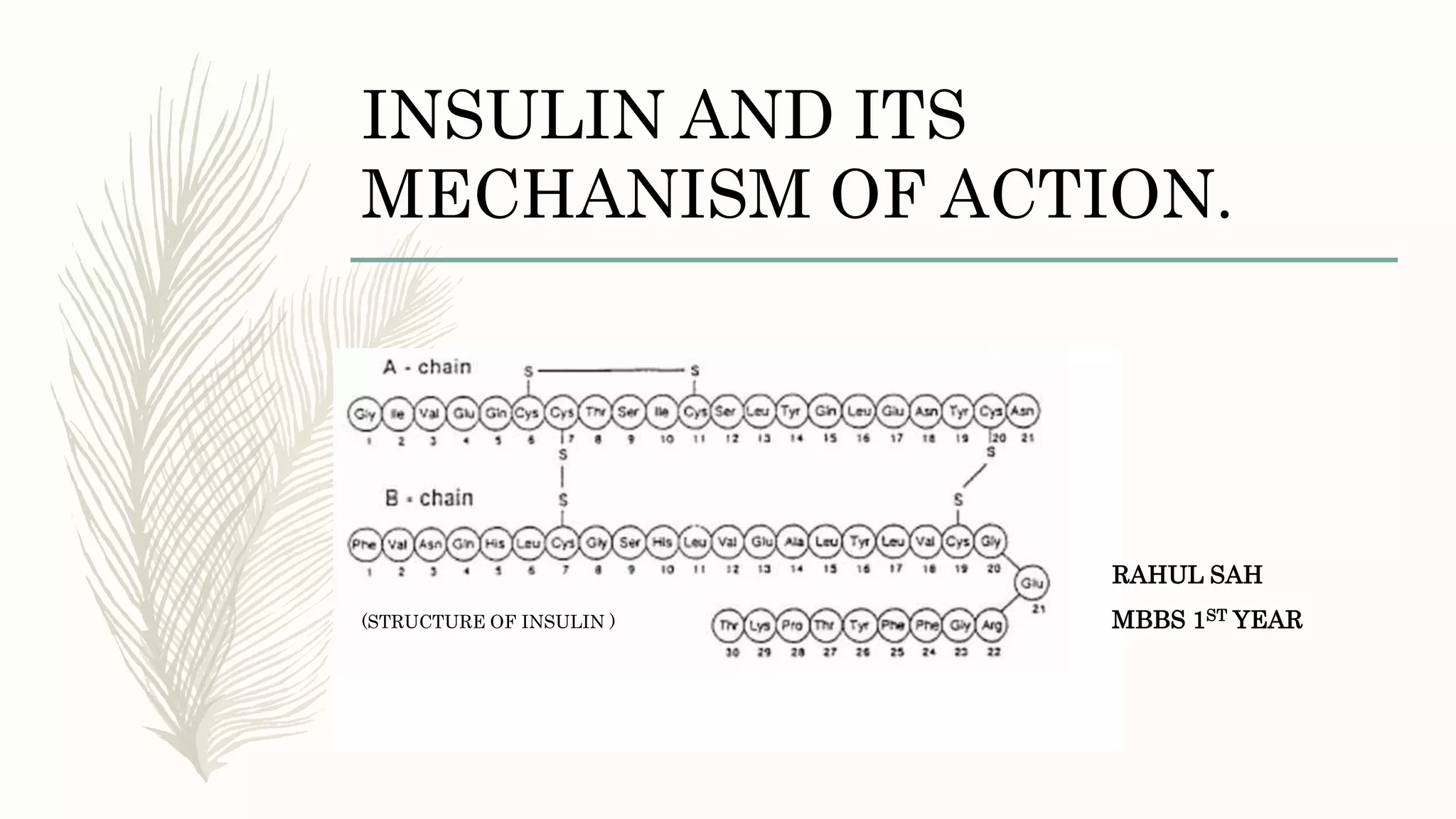 Insulin and its mechanism of action. | PPTX