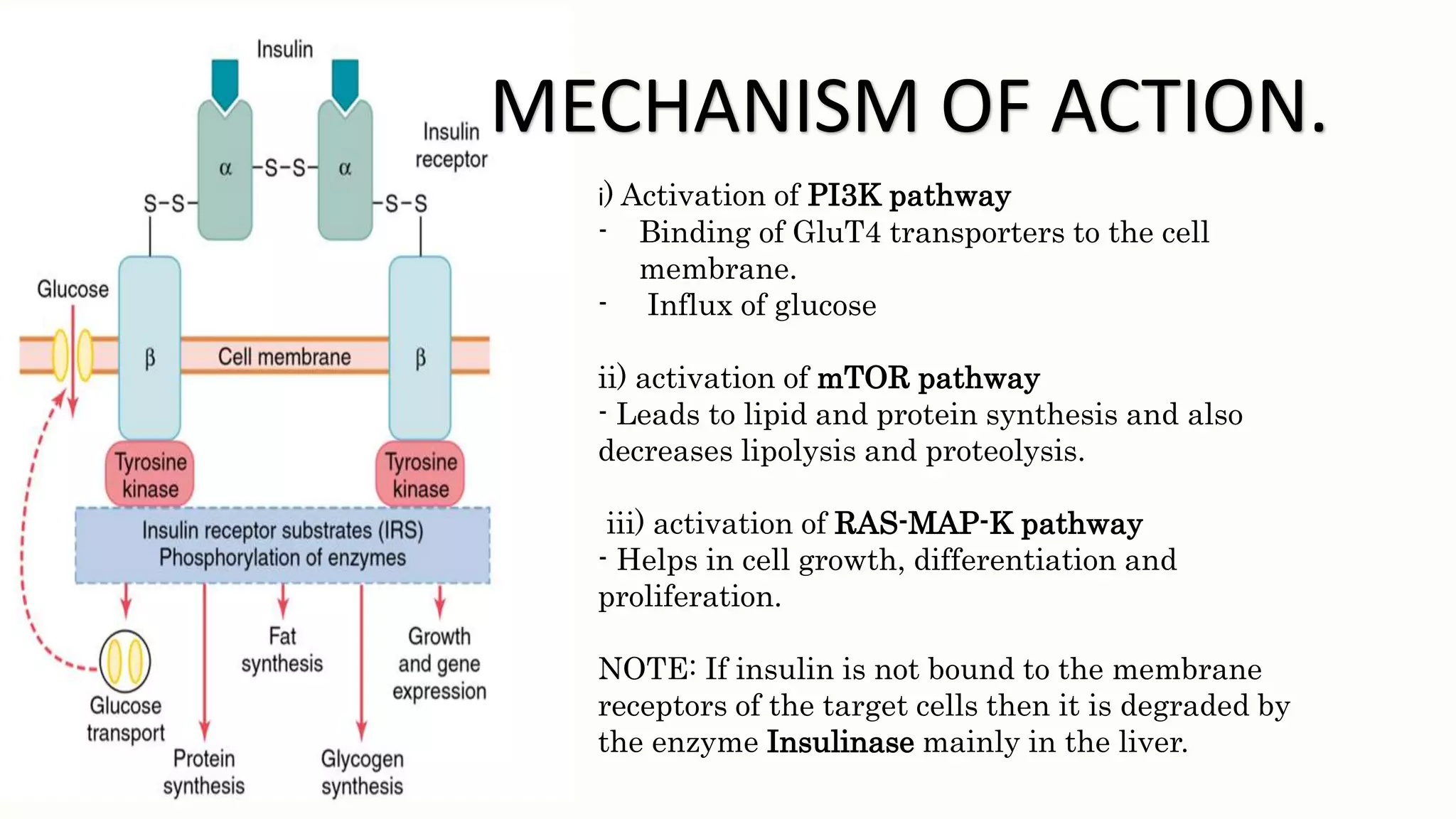 Insulin and its mechanism of action. | PPTX